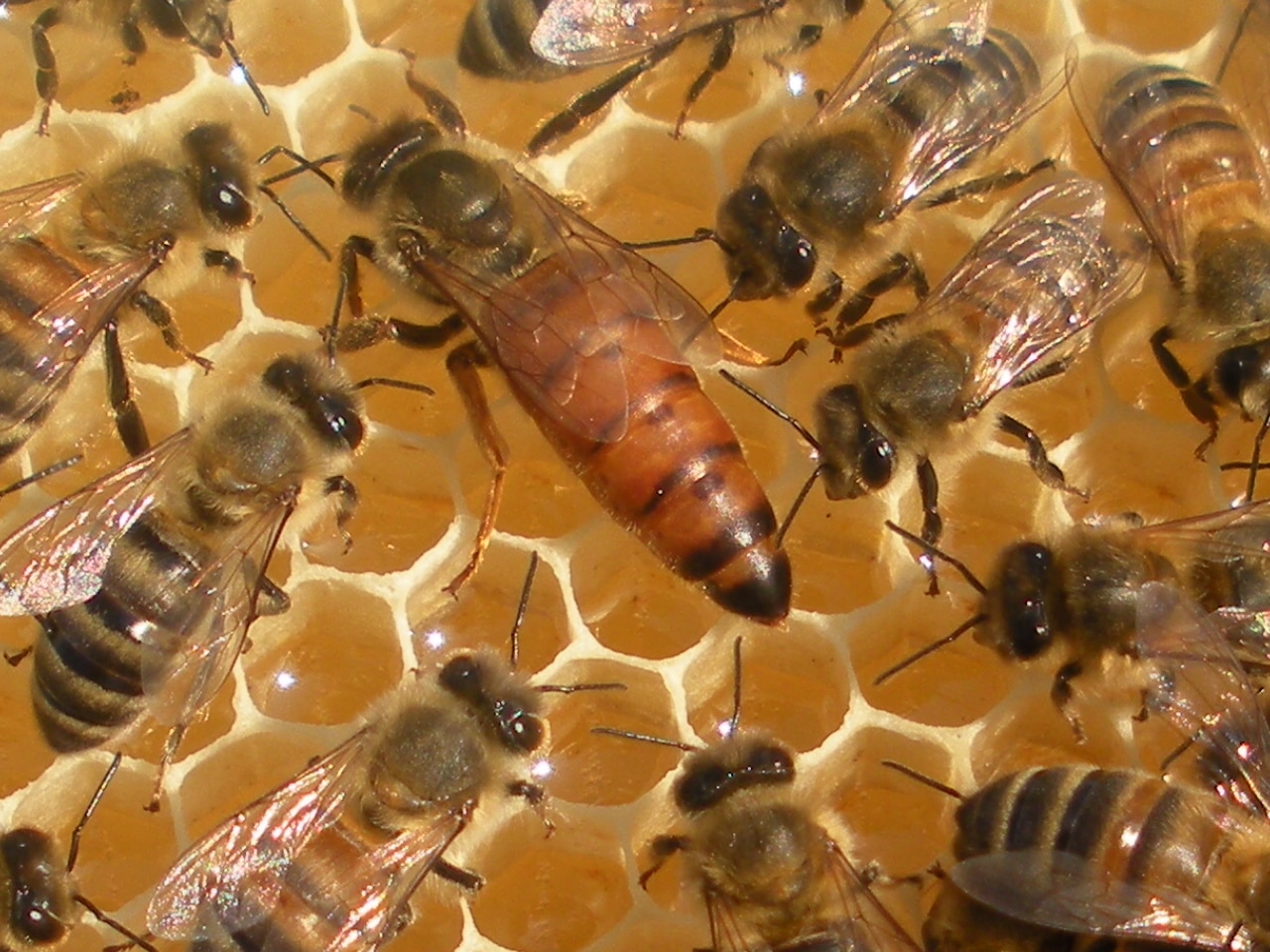 L’apiculture : une affaire de reine - apiculture-blog.com